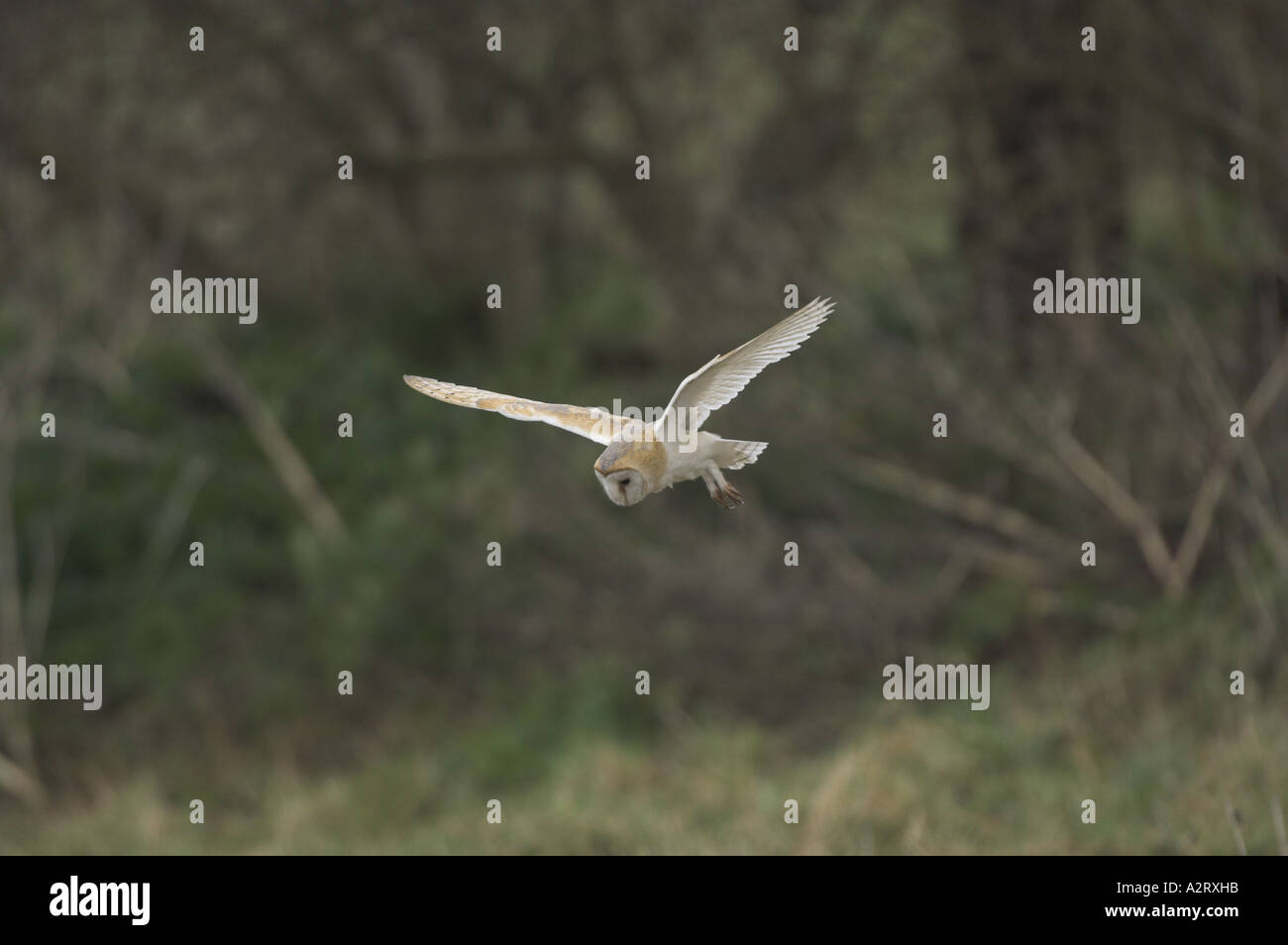 Barn Owl tyto alba in flight over rough grassland set a side Norfolk UK ...