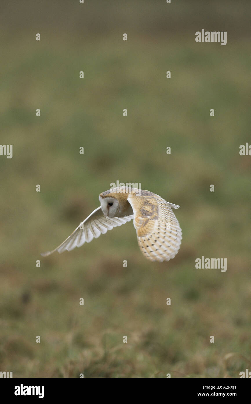 Barn Owl tyto alba in flight over rough grassland set a side Norfolk UK ...