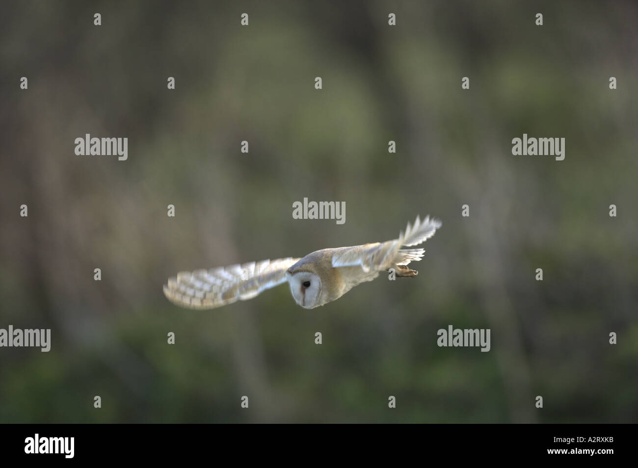 Barn owl with a vole hi-res stock photography and images - Alamy