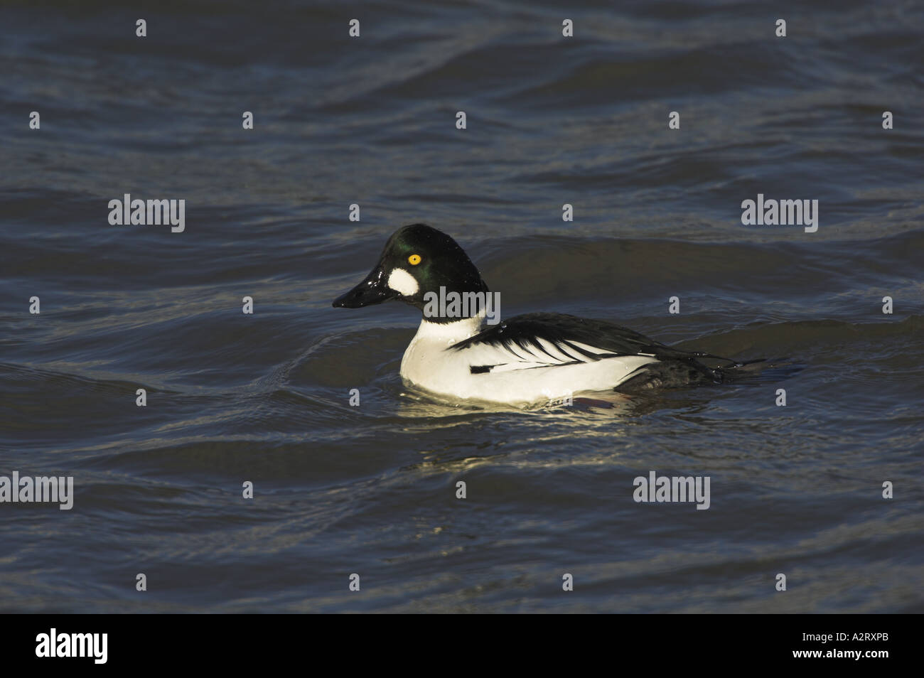 Goldeneye ducks uk winter hi-res stock photography and images - Alamy