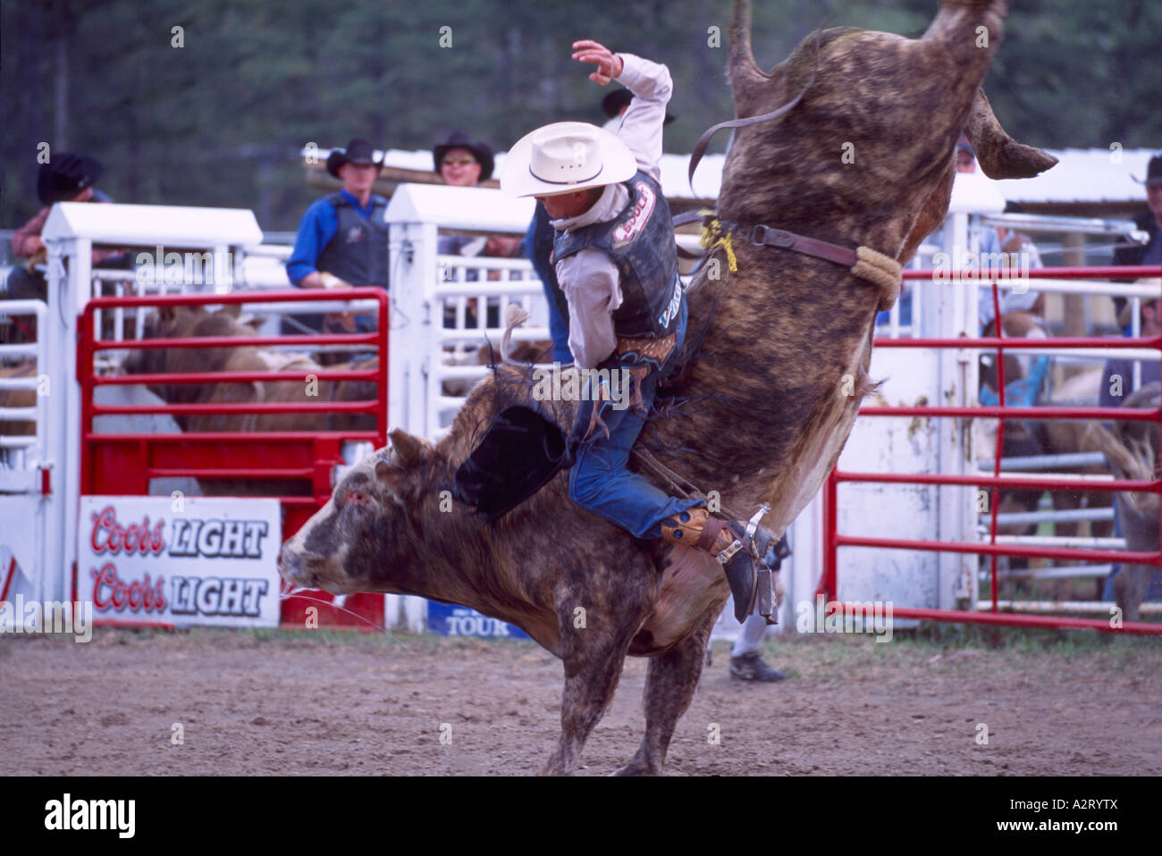 Mad bulls hi-res stock photography and images - Alamy