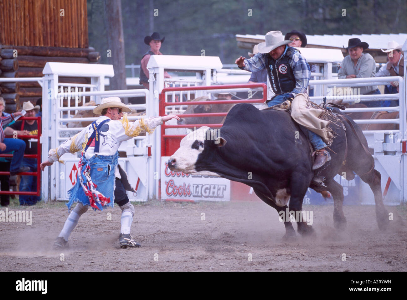 Rodeo Clown distracting Angry Bull with Riding Cowboy, Falkland ...
