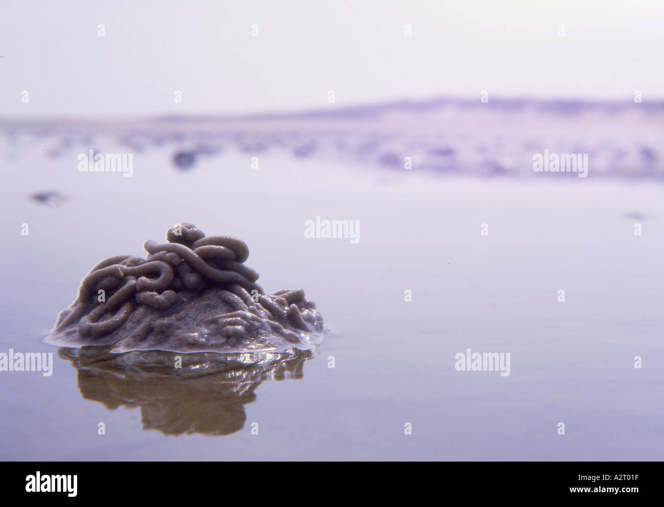 Werm hi-res stock photography and images - Alamy