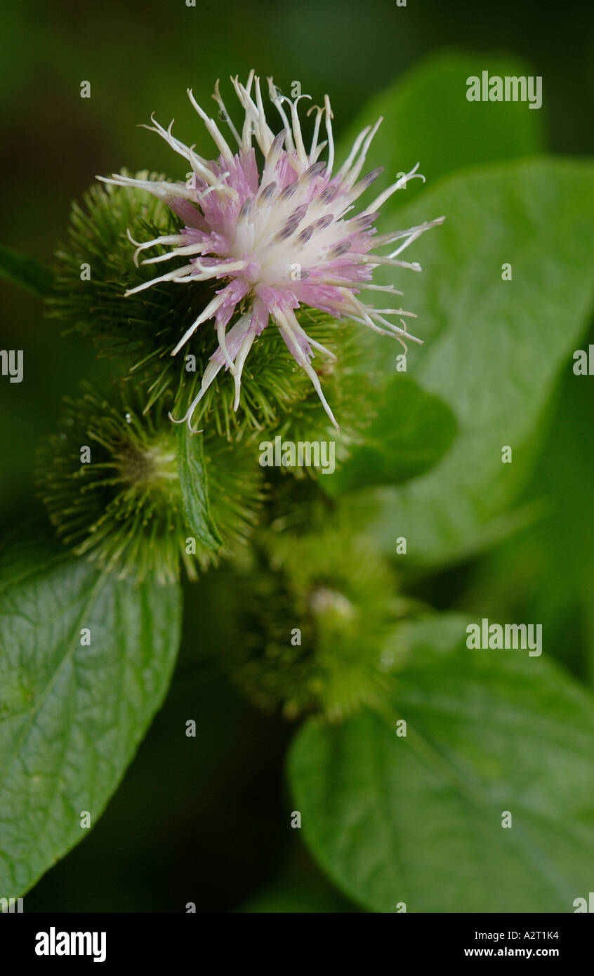 Common Burdock Arctium lappa Stock Photo - Alamy
