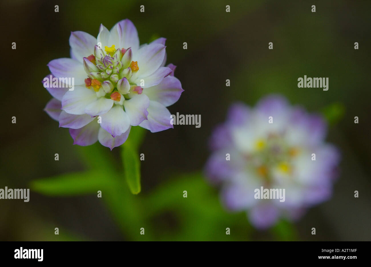 Field Milkwort Polygala sanguinea Stock Photo - Alamy