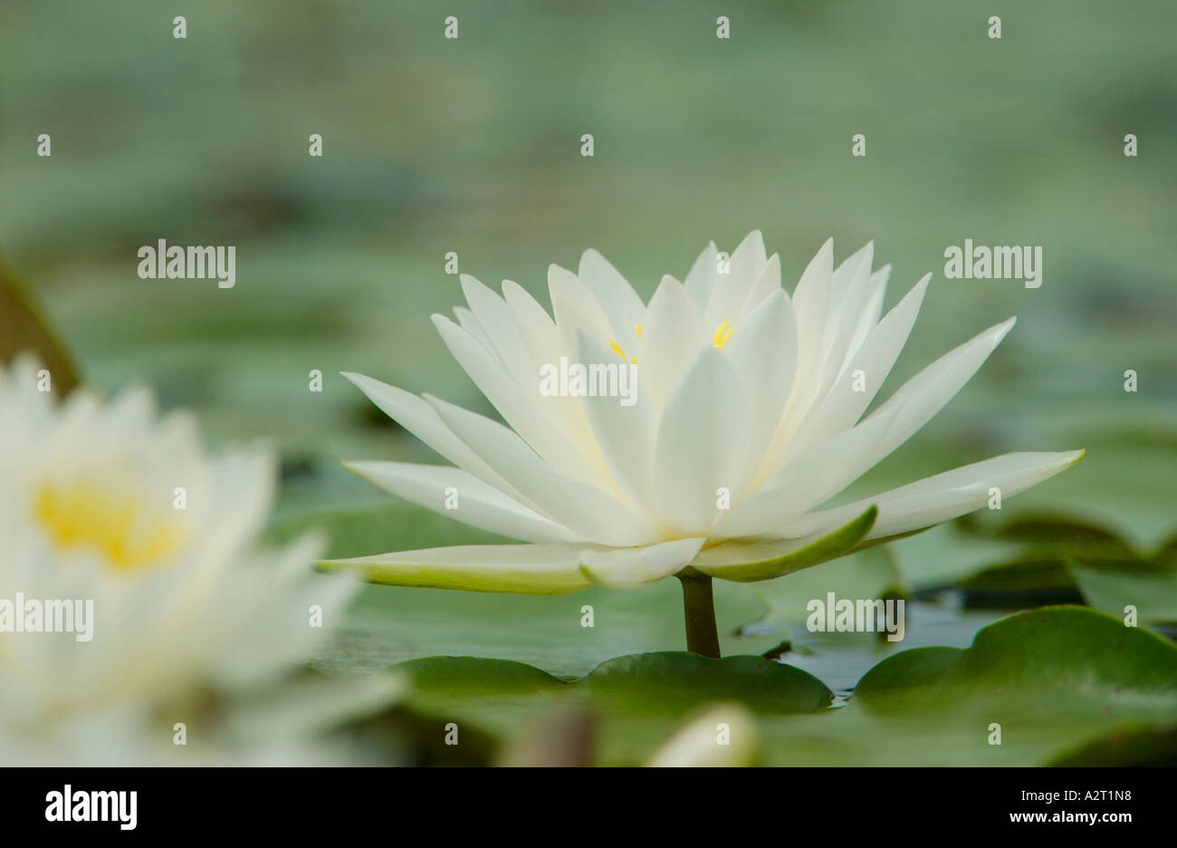 Fragrant Water Lily Nymphaea odorata Stock Photo - Alamy