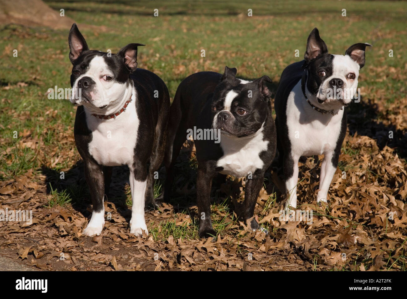Are Boston Terriers Dangerous Dogs