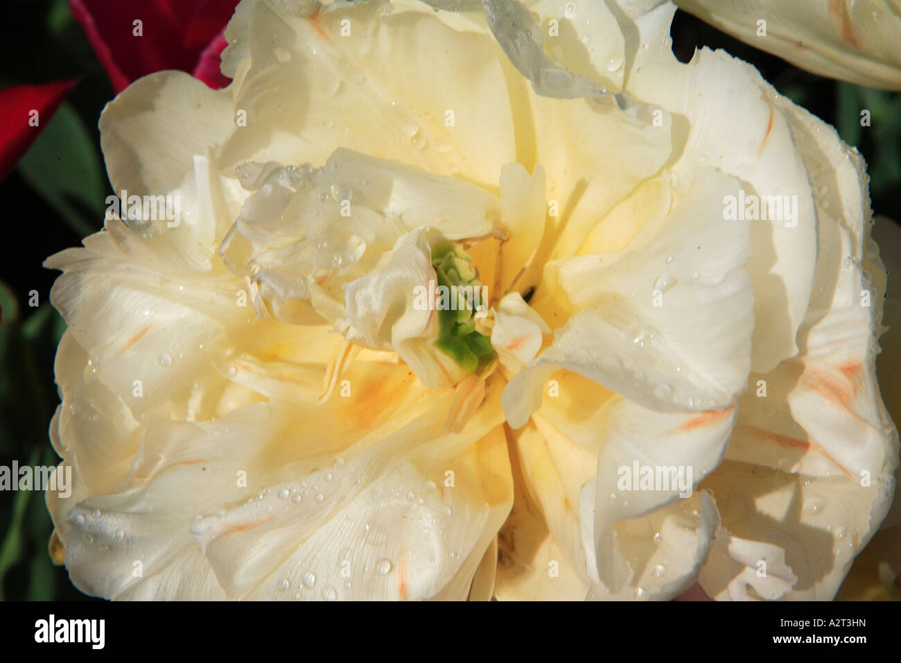 France, Paris, flower Stock Photo - Alamy
