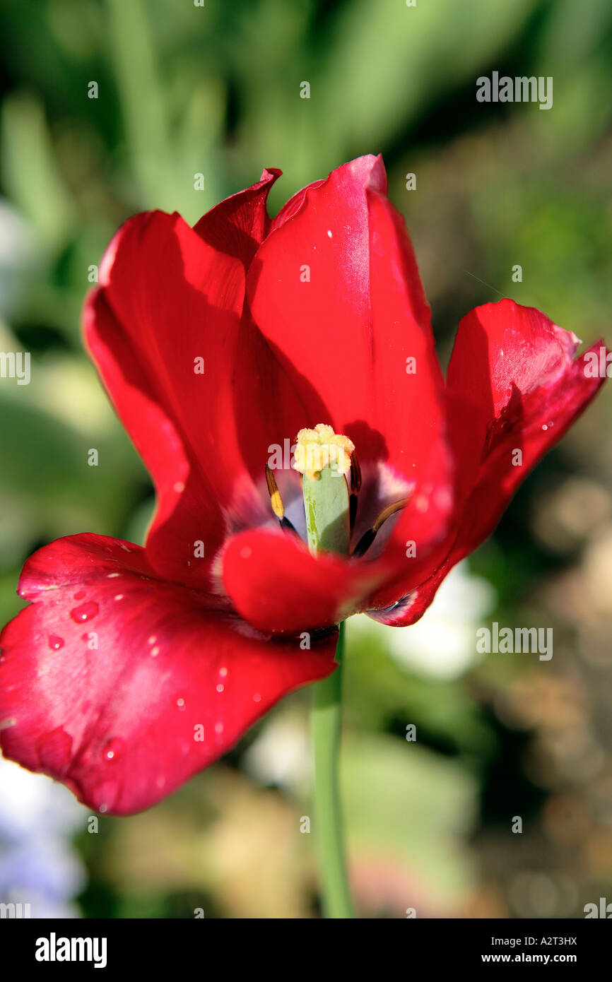 France, Paris, flower Stock Photo - Alamy