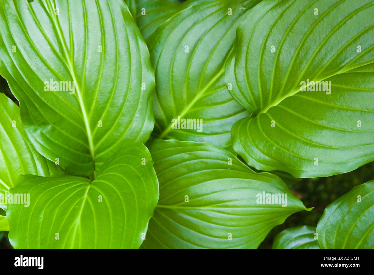 Meigetsu in Temple in Kita Kamakura Kanagawa Prefecture Japan Stock ...
