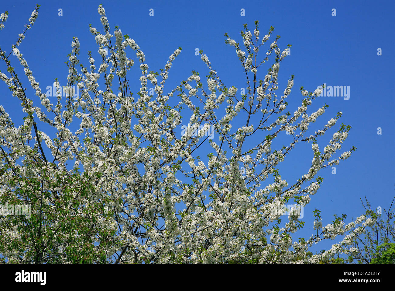France, Paris, garden Stock Photo - Alamy
