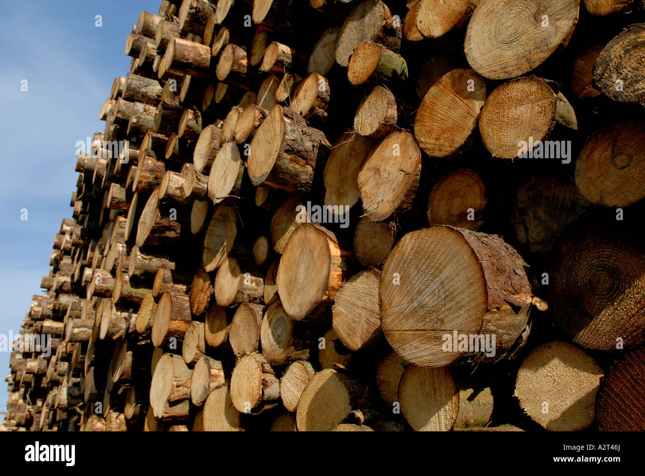 Pile of timber Stock Photo - Alamy