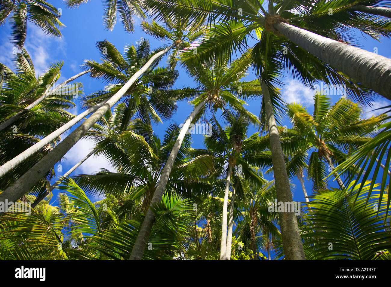 Kentia palm trees hi-res stock photography and images - Alamy