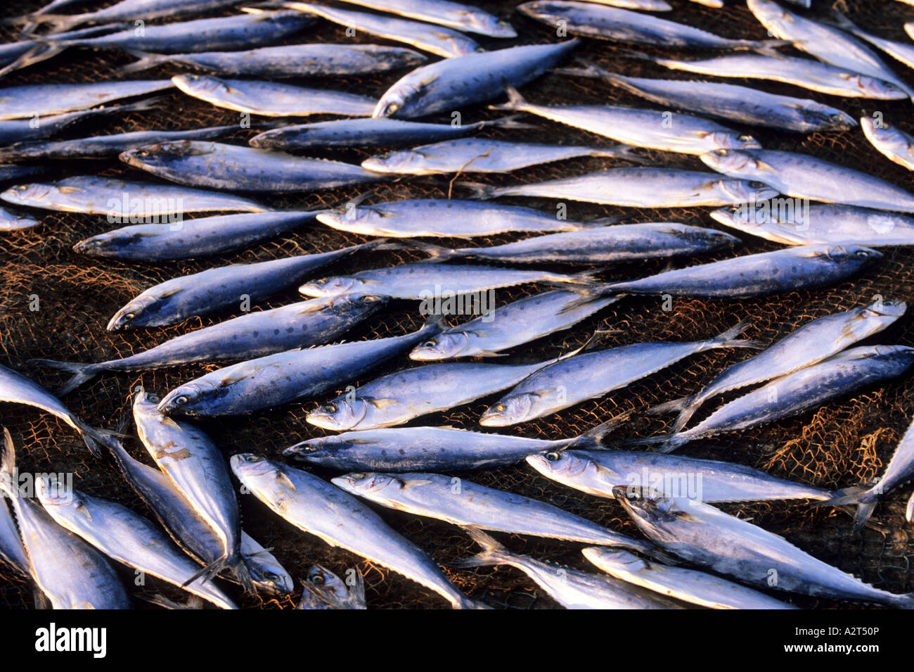 France Normandy fish Stock Photo - Alamy