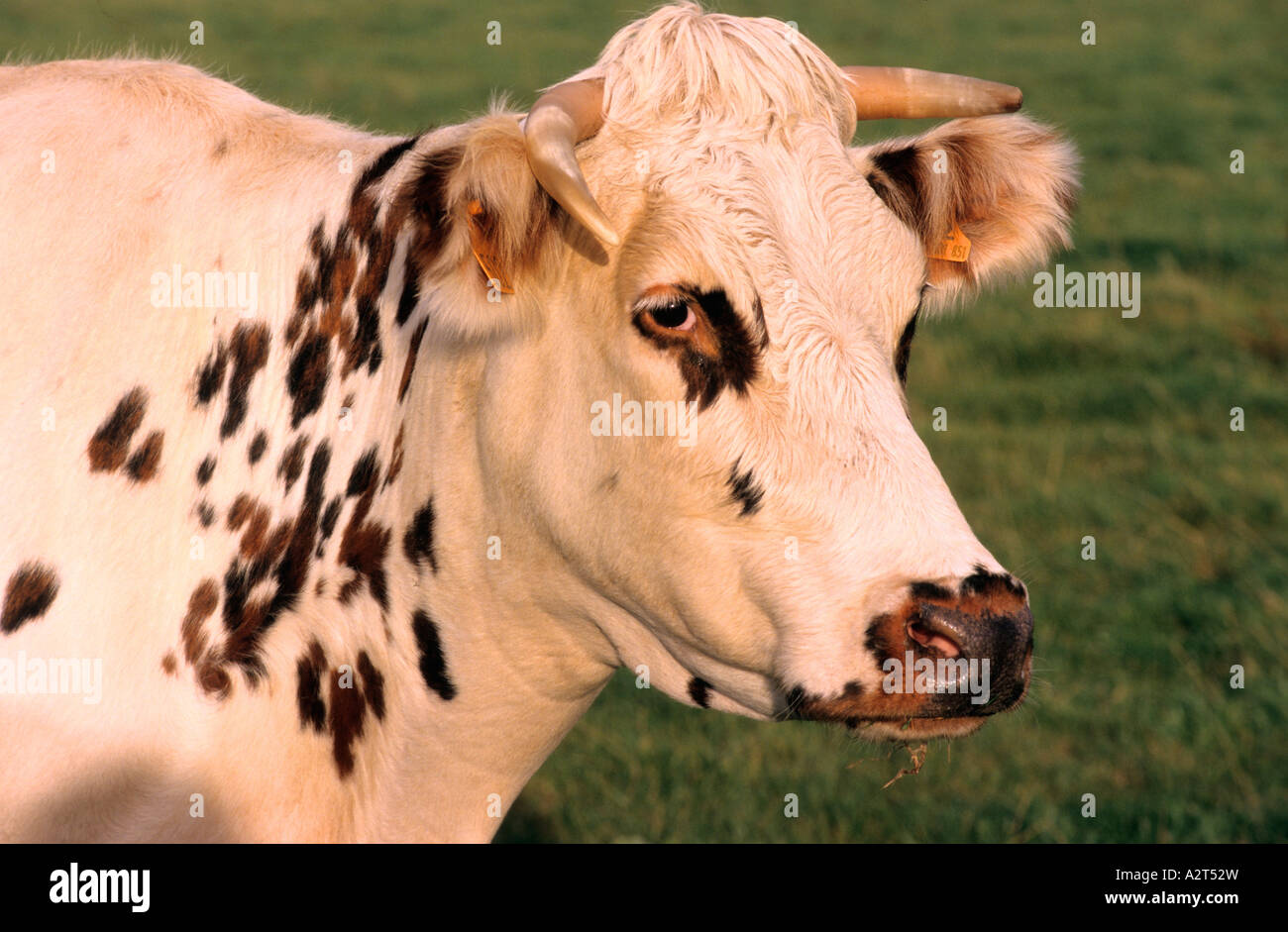 Norman Cow High Resolution Stock Photography and Images - Alamy