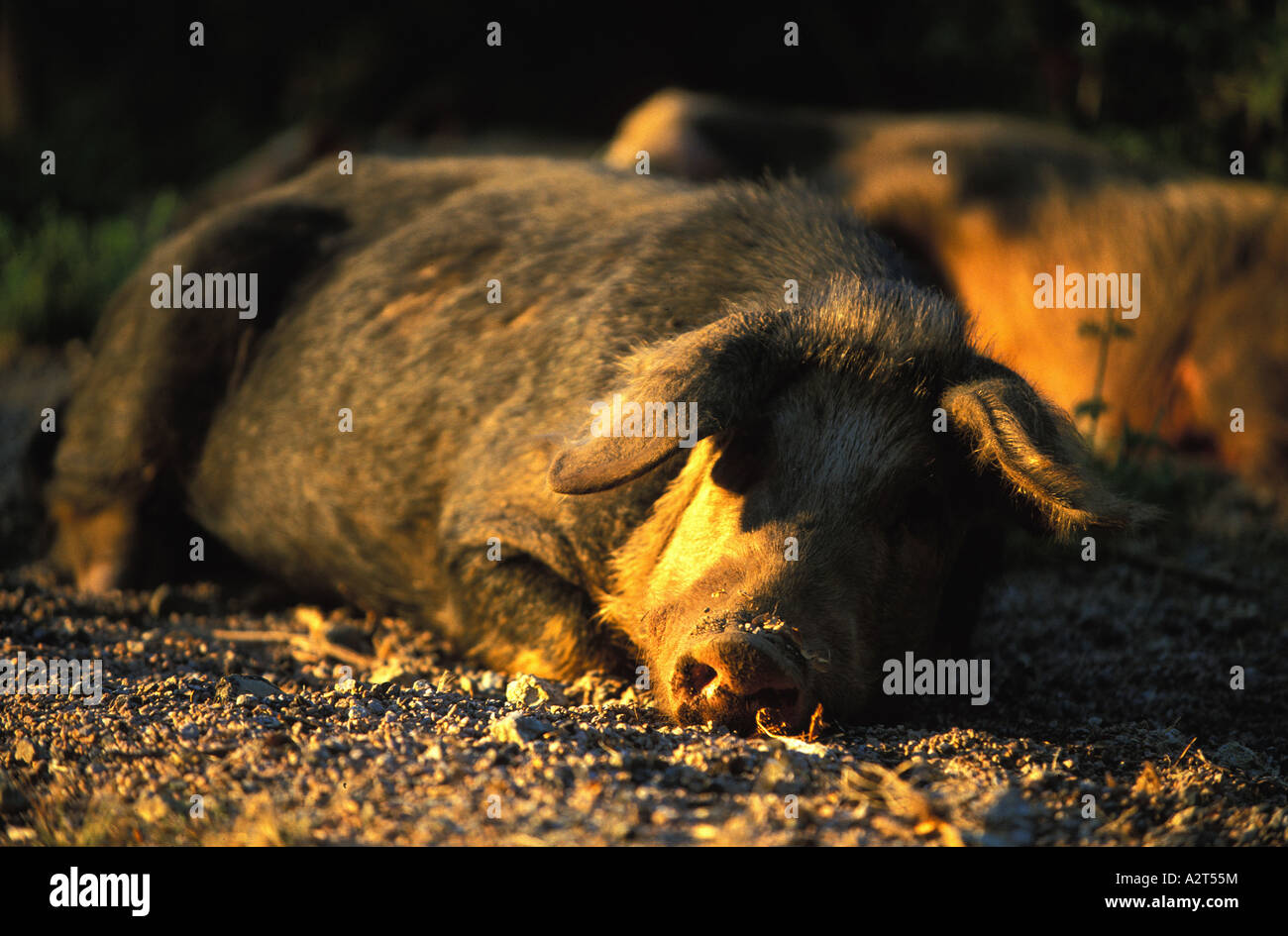 France Corse du Sud running pigs in the wild Stock Photo - Alamy