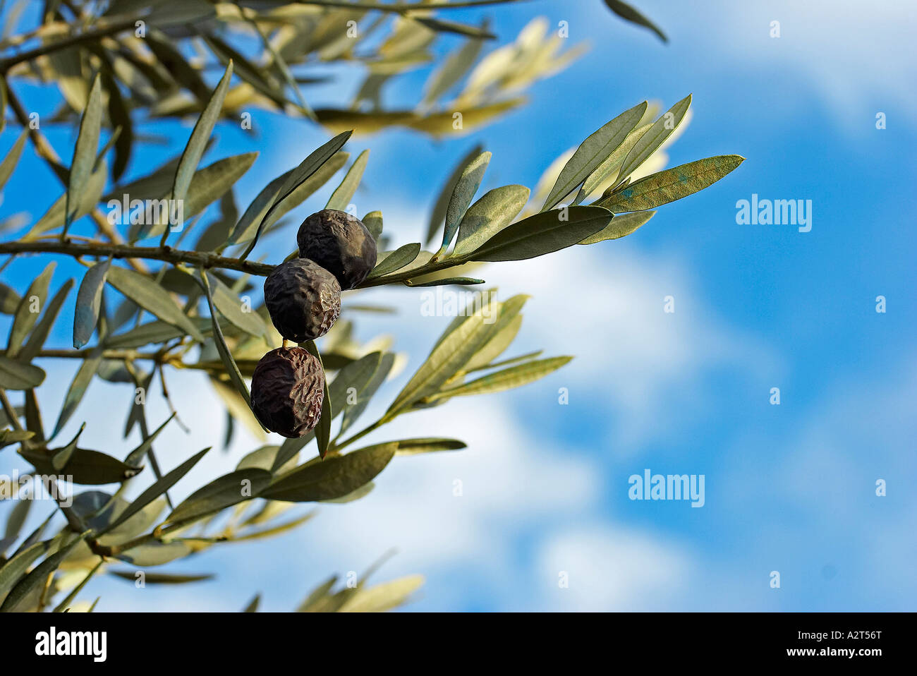 France Alpes de Haute Provence olives Stock Photo - Alamy