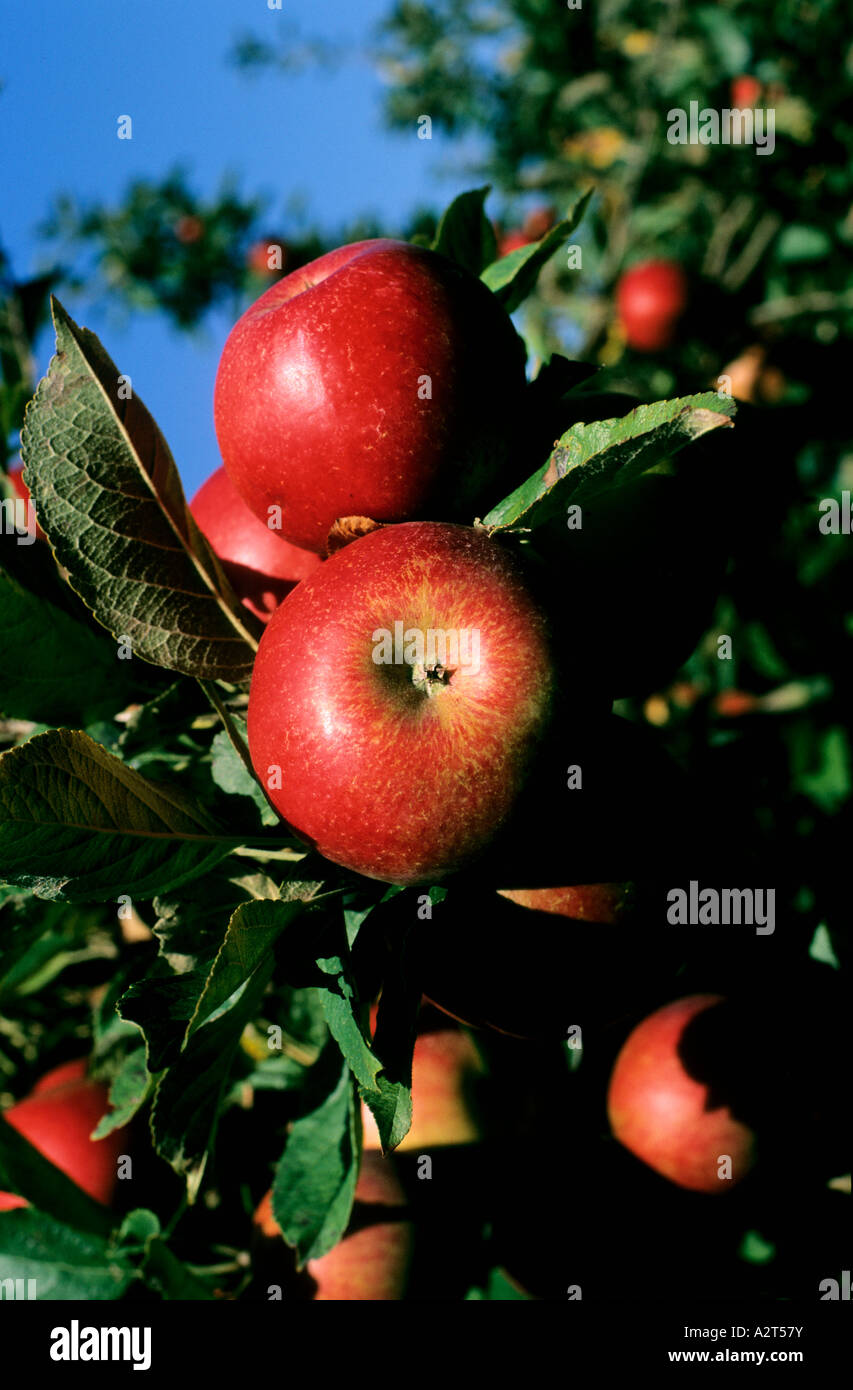 France, Normandy, apple tree Stock Photo - Alamy