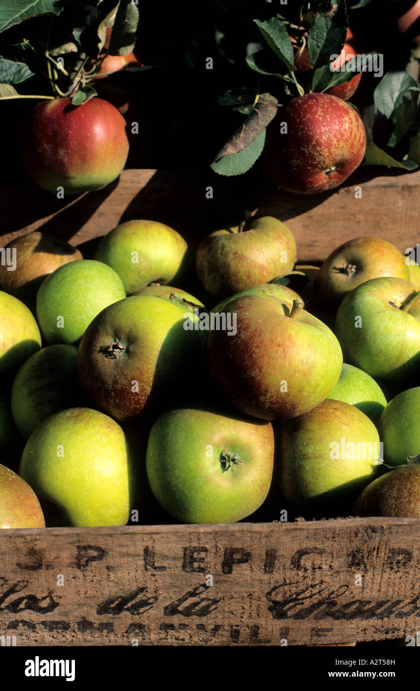 Apples orchard normandy hi-res stock photography and images - Alamy