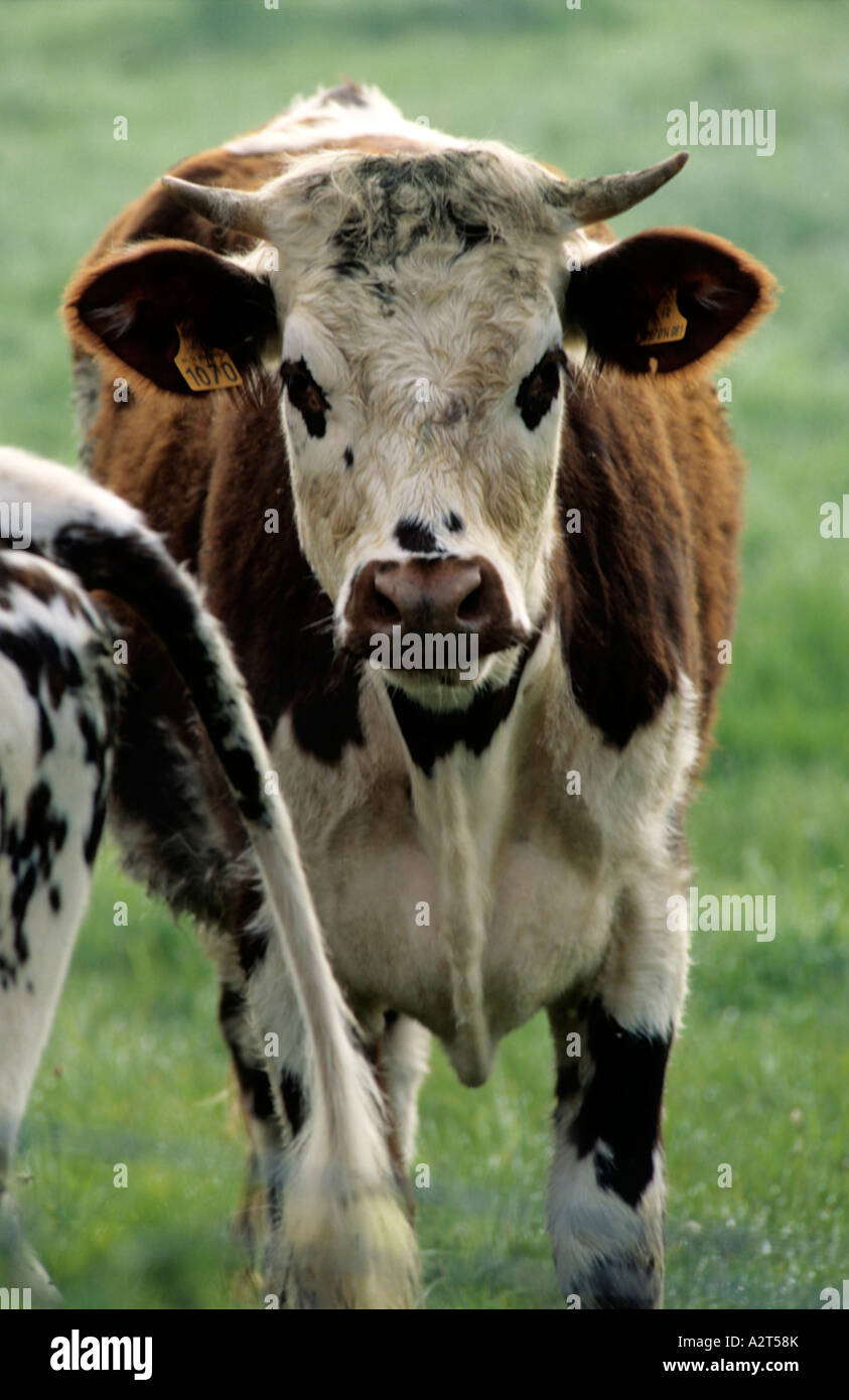 Norman Cow High Resolution Stock Photography and Images - Alamy