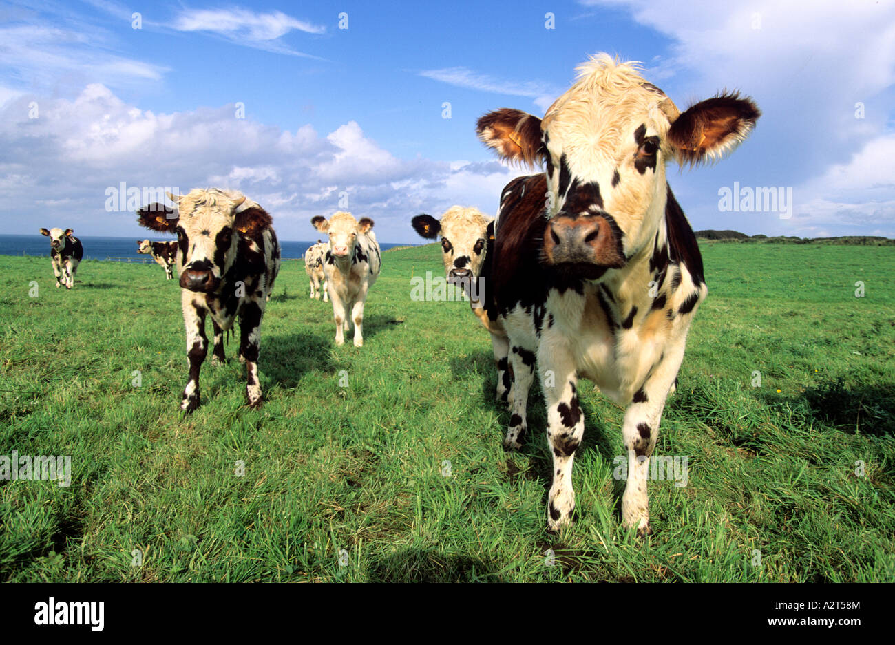 France, Normandy, Norman cows Stock Photo - Alamy