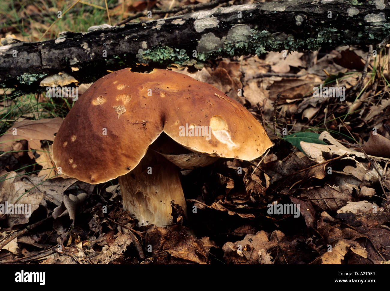France, Isere, Vercors regional park, boletus Stock Photo - Alamy