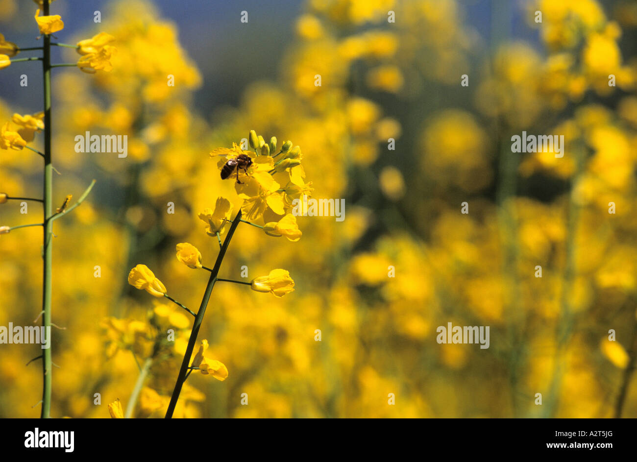 France, Isere, colza field Stock Photo - Alamy