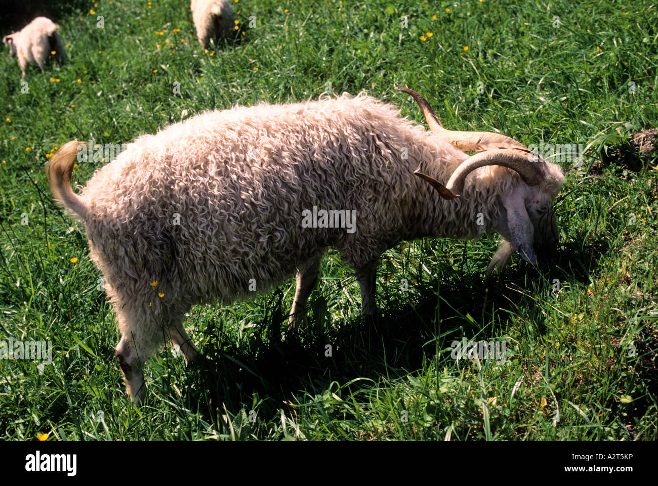 France, Isere, Chartreuse Regional Park, angora sheep Stock Photo - Alamy