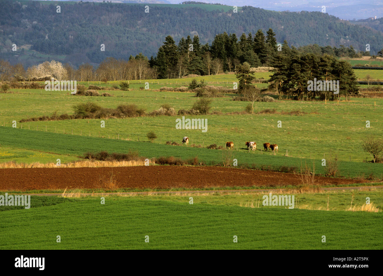 France, Haute Loire, Livradois Forez Naturel Regional Park, spring ...
