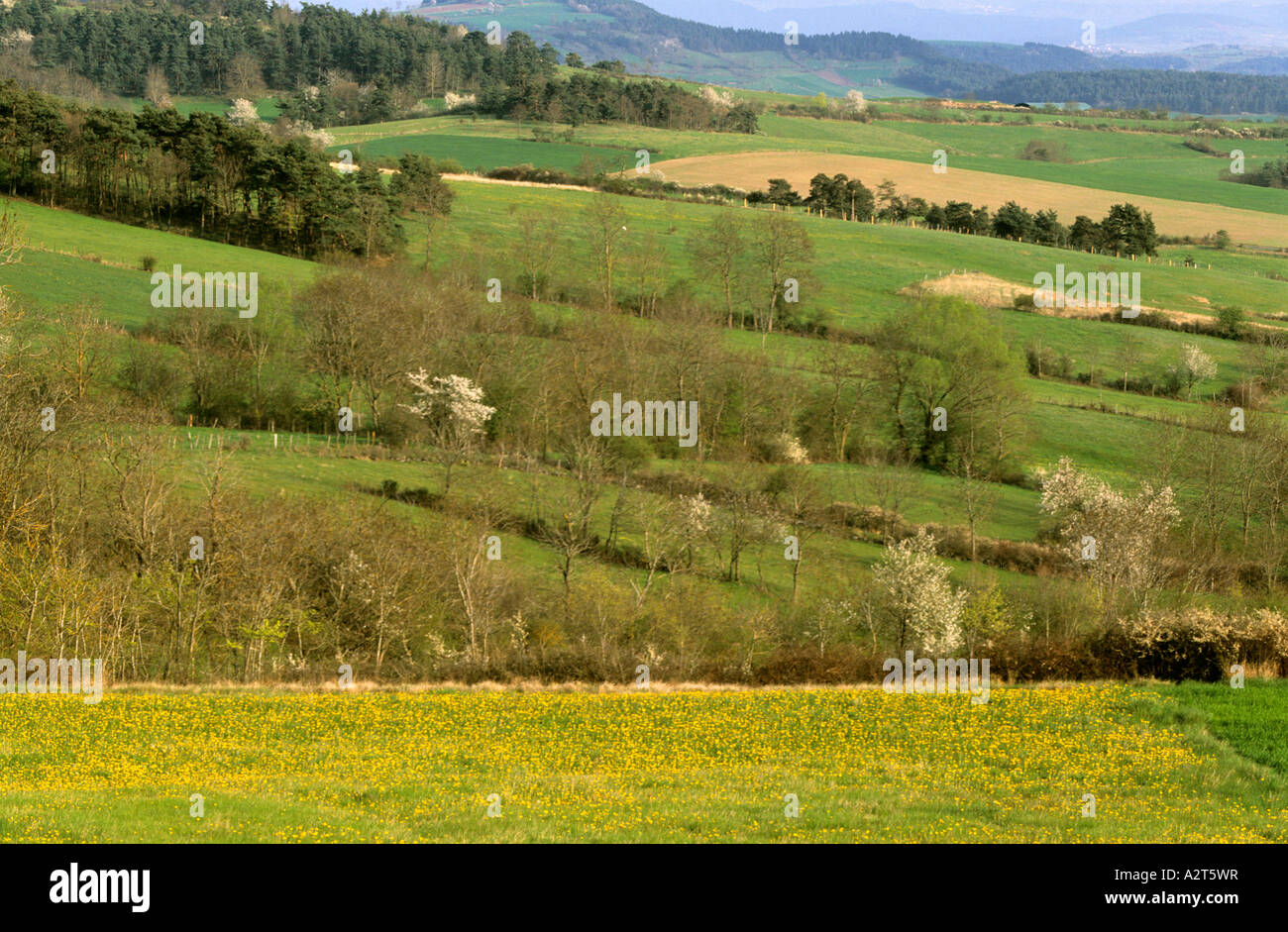 France, Haute Loire, Livradois Forez Naturel Regional Park, spring ...