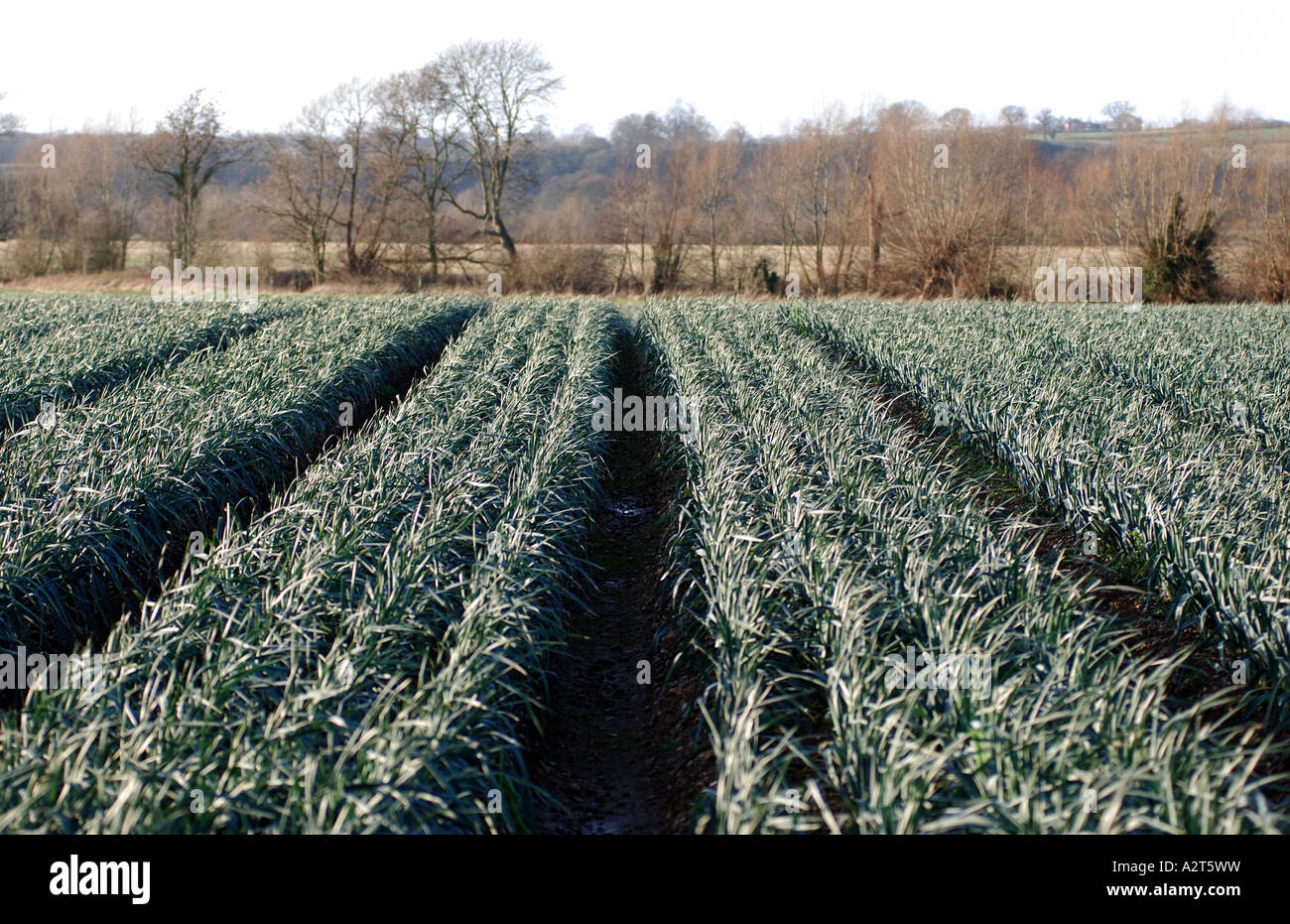 Field of leeks growing, Warwickshire, England, UK Stock Photo - Alamy