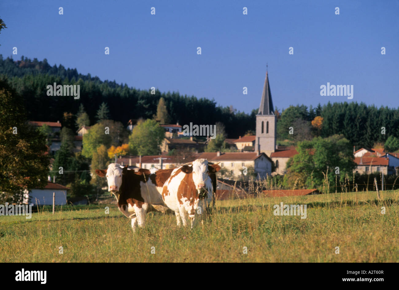 France, Puy de Dome, Forez village, cows Stock Photo - Alamy