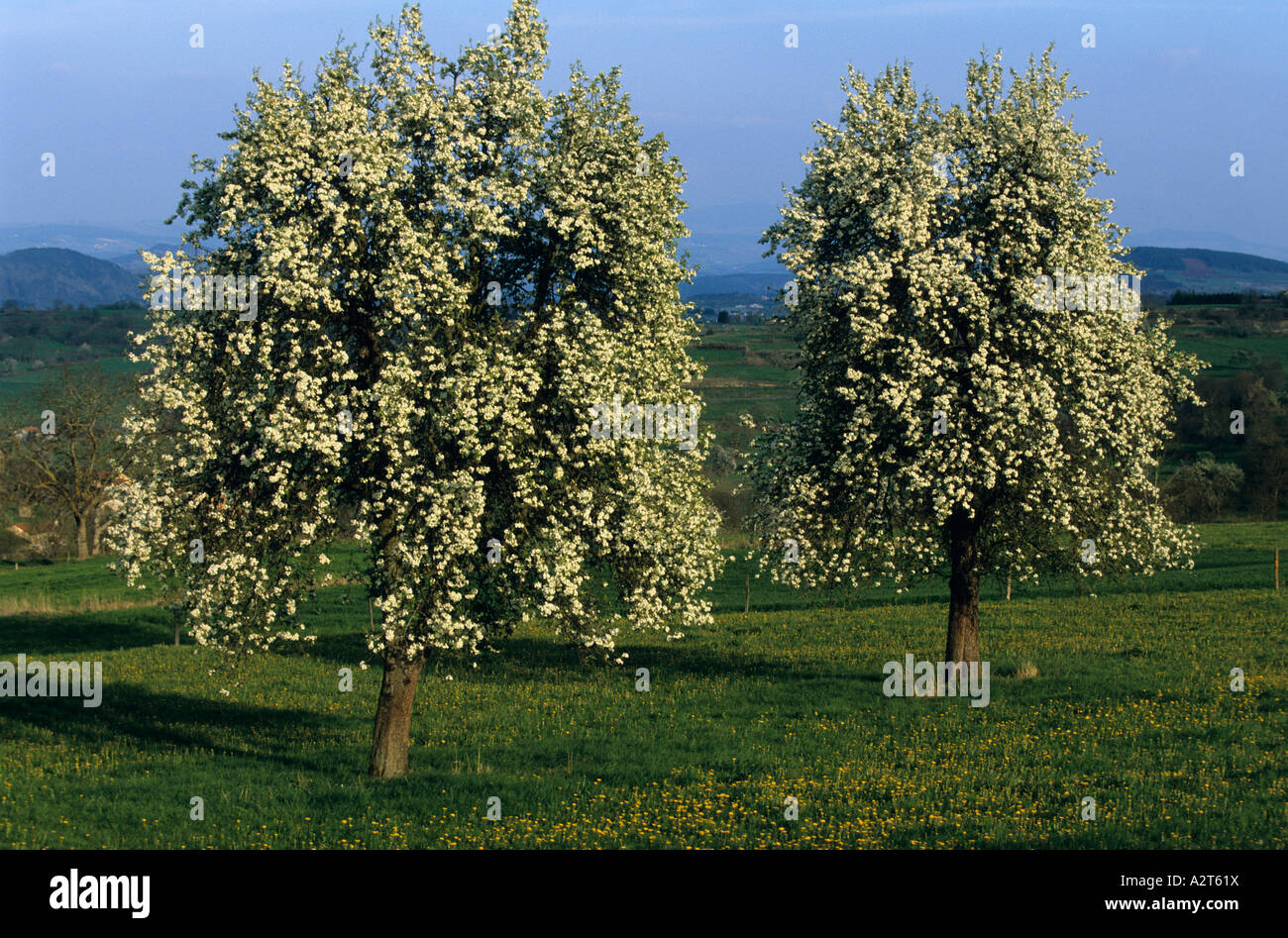 France, Haute Loire, Livradois Forez Naturel Regional Park, spring ...