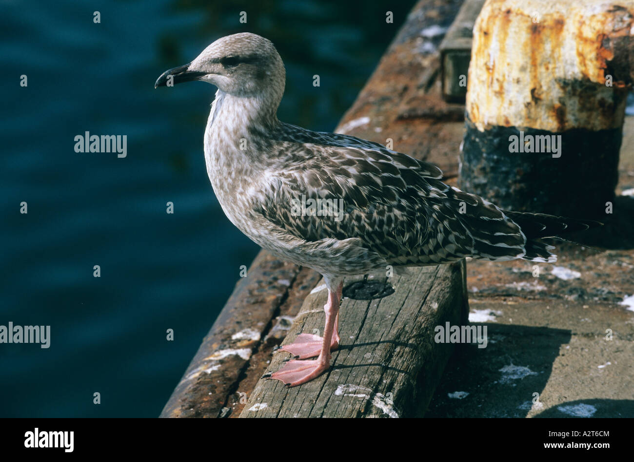 France, Finistere, gull Stock Photo - Alamy