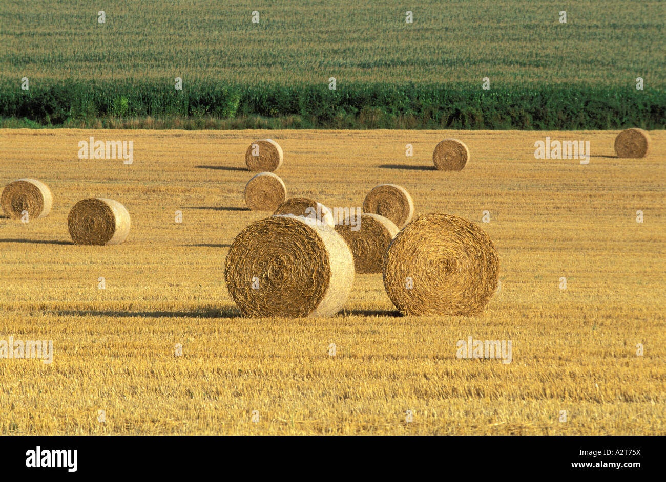 France Côtes d Armor Plancoet bales of hays in the Vallée de la Rance ...