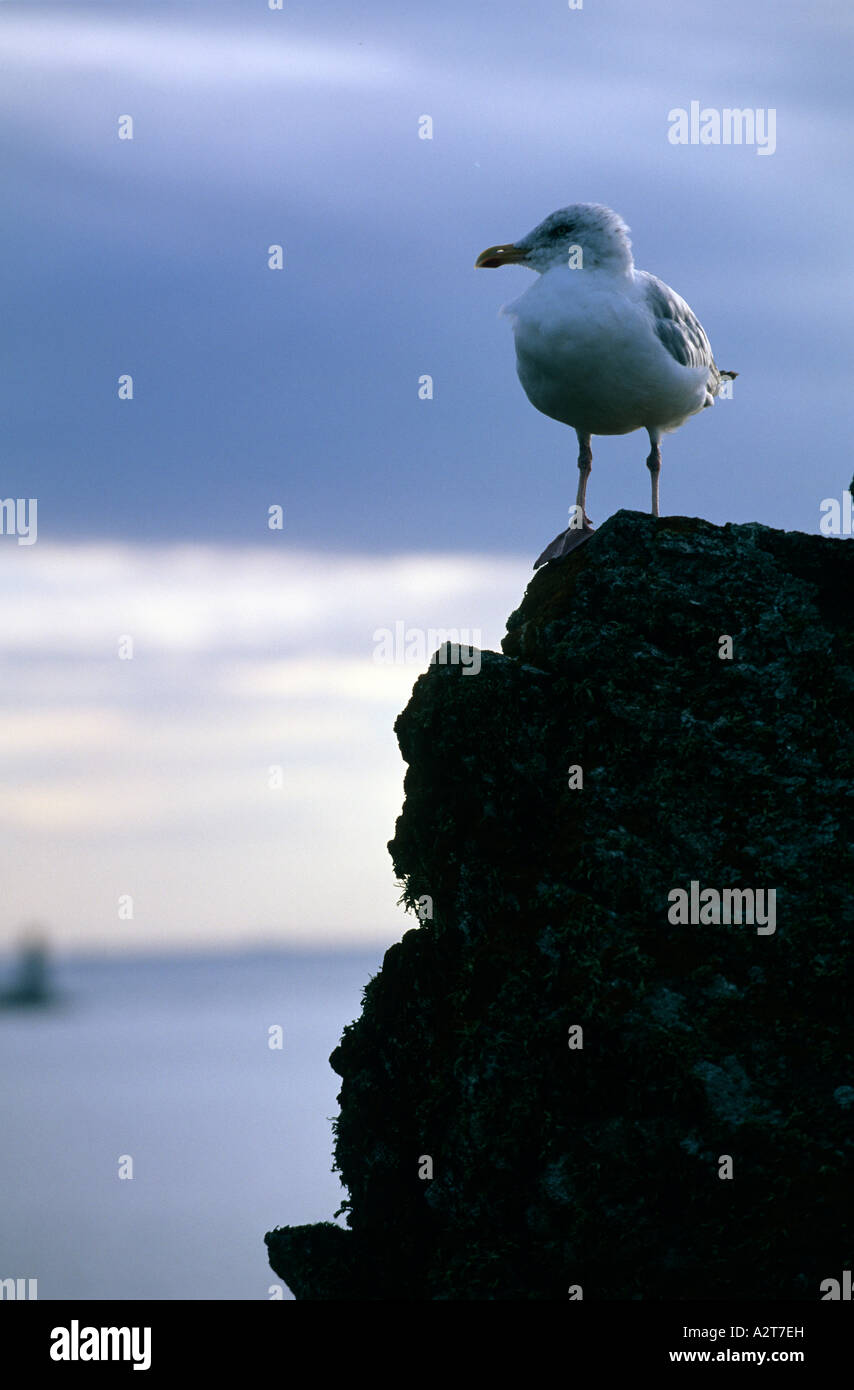 France, Finistere, gull Stock Photo - Alamy
