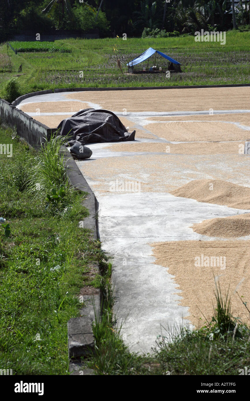 rice drying in Bali, Indonesia Stock Photo - Alamy