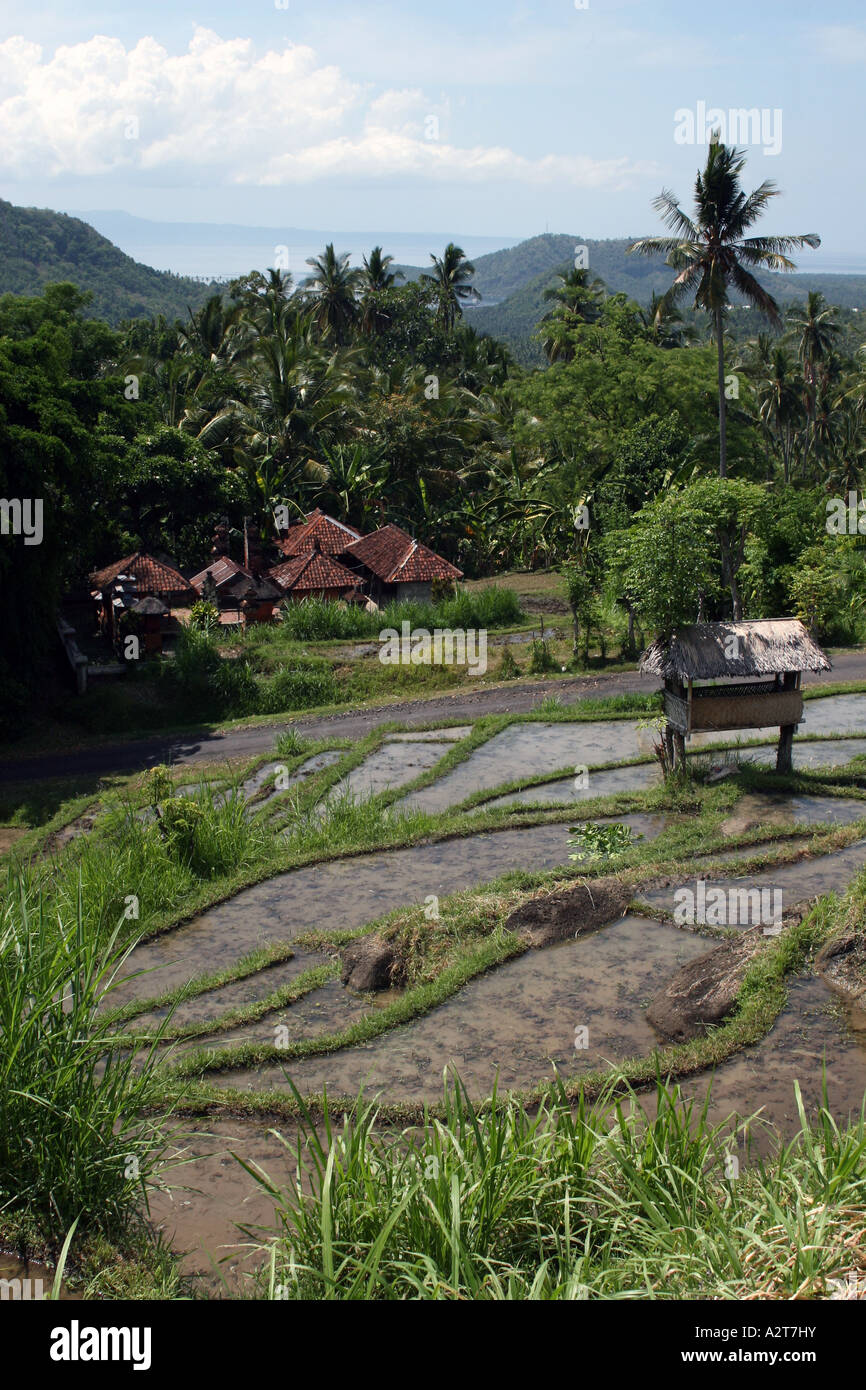 rice terraces in Bali, Indonesia Stock Photo - Alamy