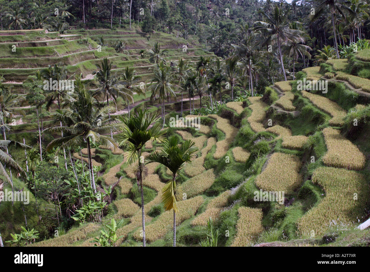rice terraces in Bali, Indonesia Stock Photo - Alamy