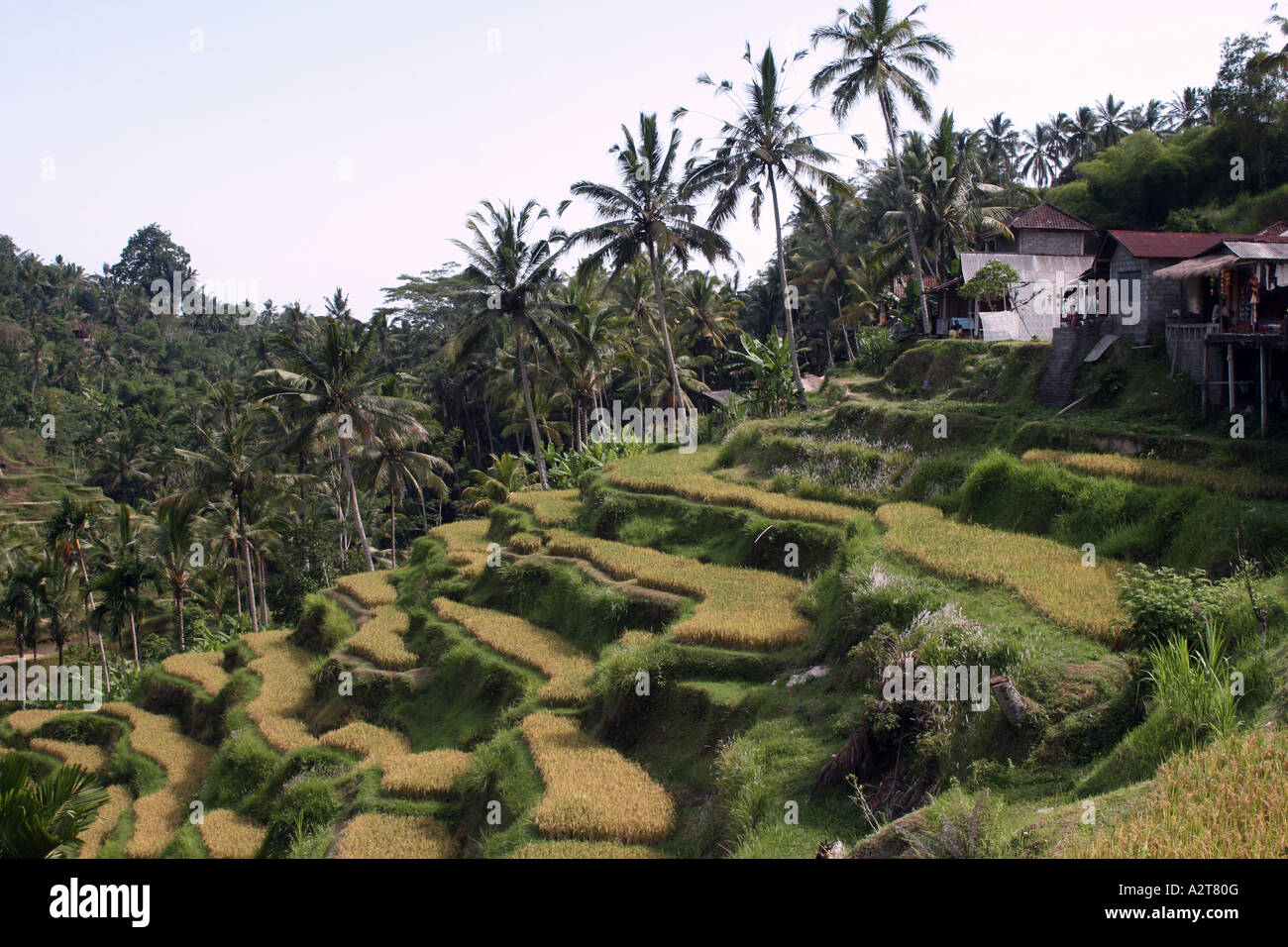 rice terraces in Bali, Indonesia Stock Photo - Alamy