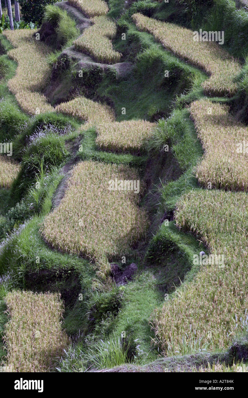 rice terraces in Bali, Indonesia Stock Photo - Alamy