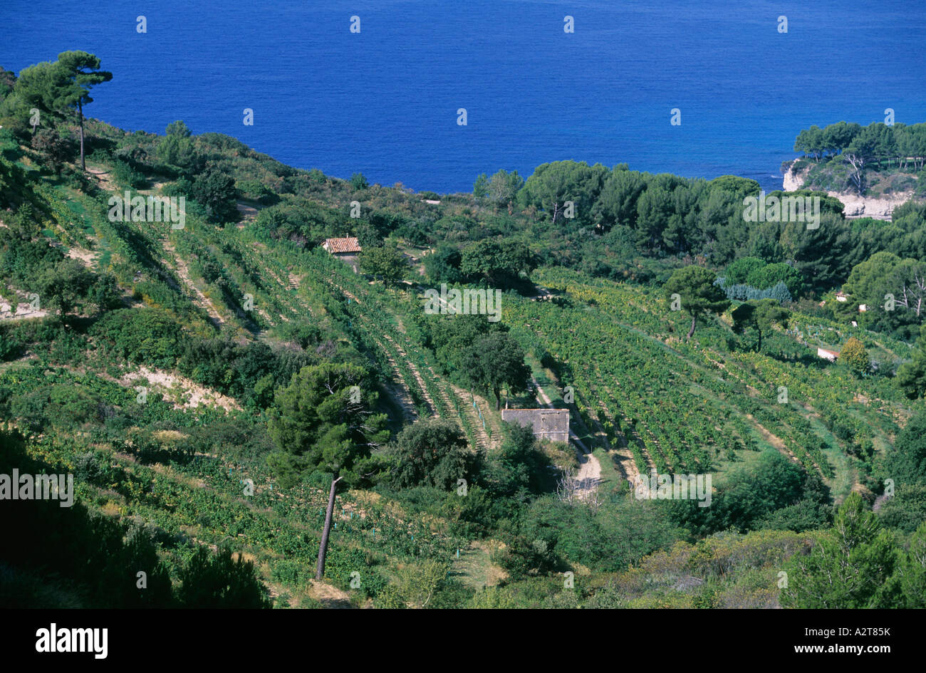 France Bouches du Rhône Cassis vineyards Stock Photo - Alamy