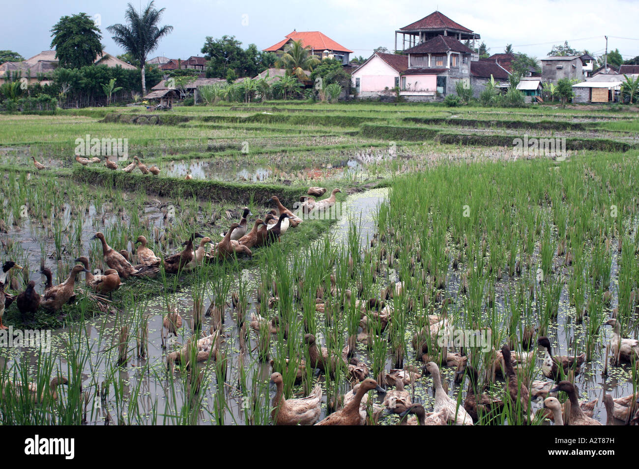 Land rice hi-res stock photography and images - Alamy