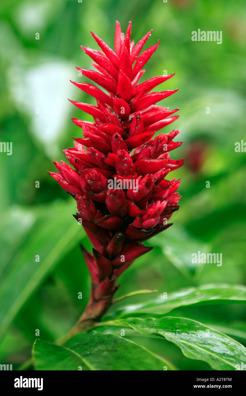 France La Martinique tropical flower Stock Photo - Alamy