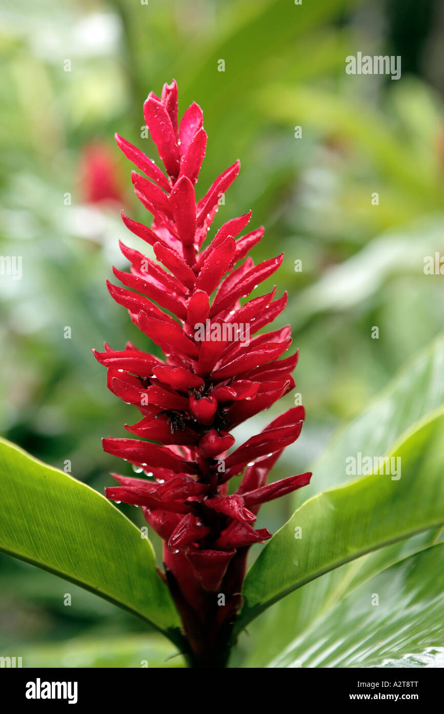 France, La Martinique, tropical flower Stock Photo - Alamy
