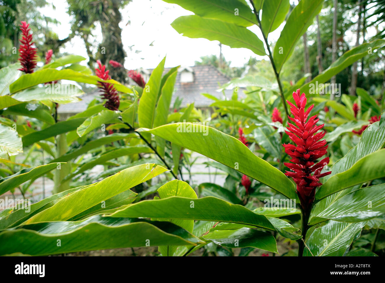 France, La Martinique, tropical flower Stock Photo - Alamy