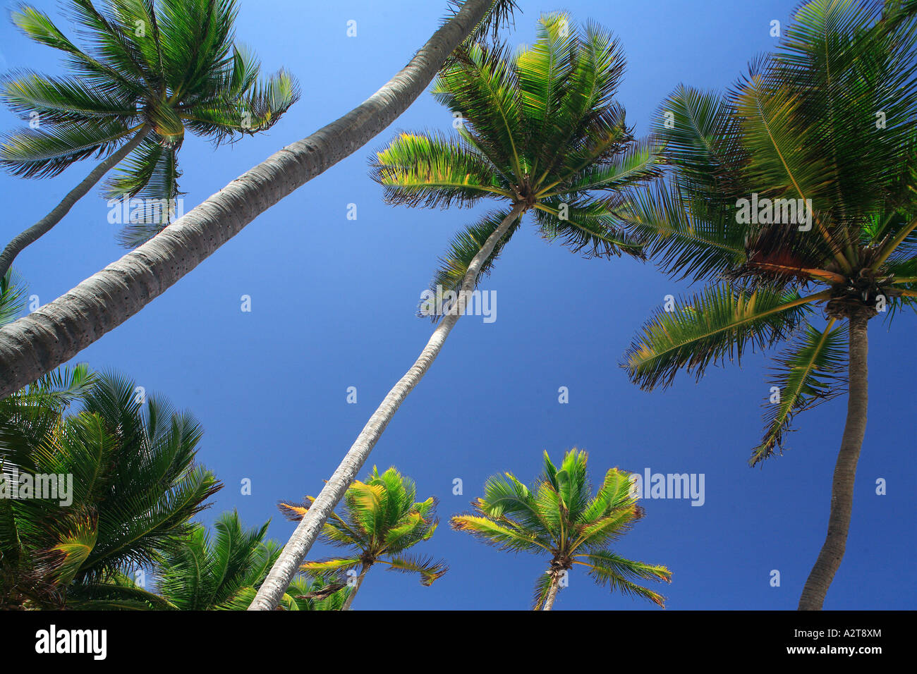 France, La Martinique, Cap Chevalier, Anse Michel beach Stock Photo - Alamy