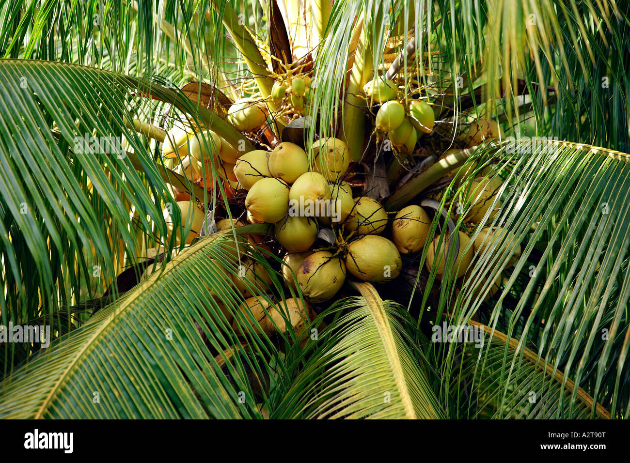 France, Martinique, a coconut tree Stock Photo - Alamy