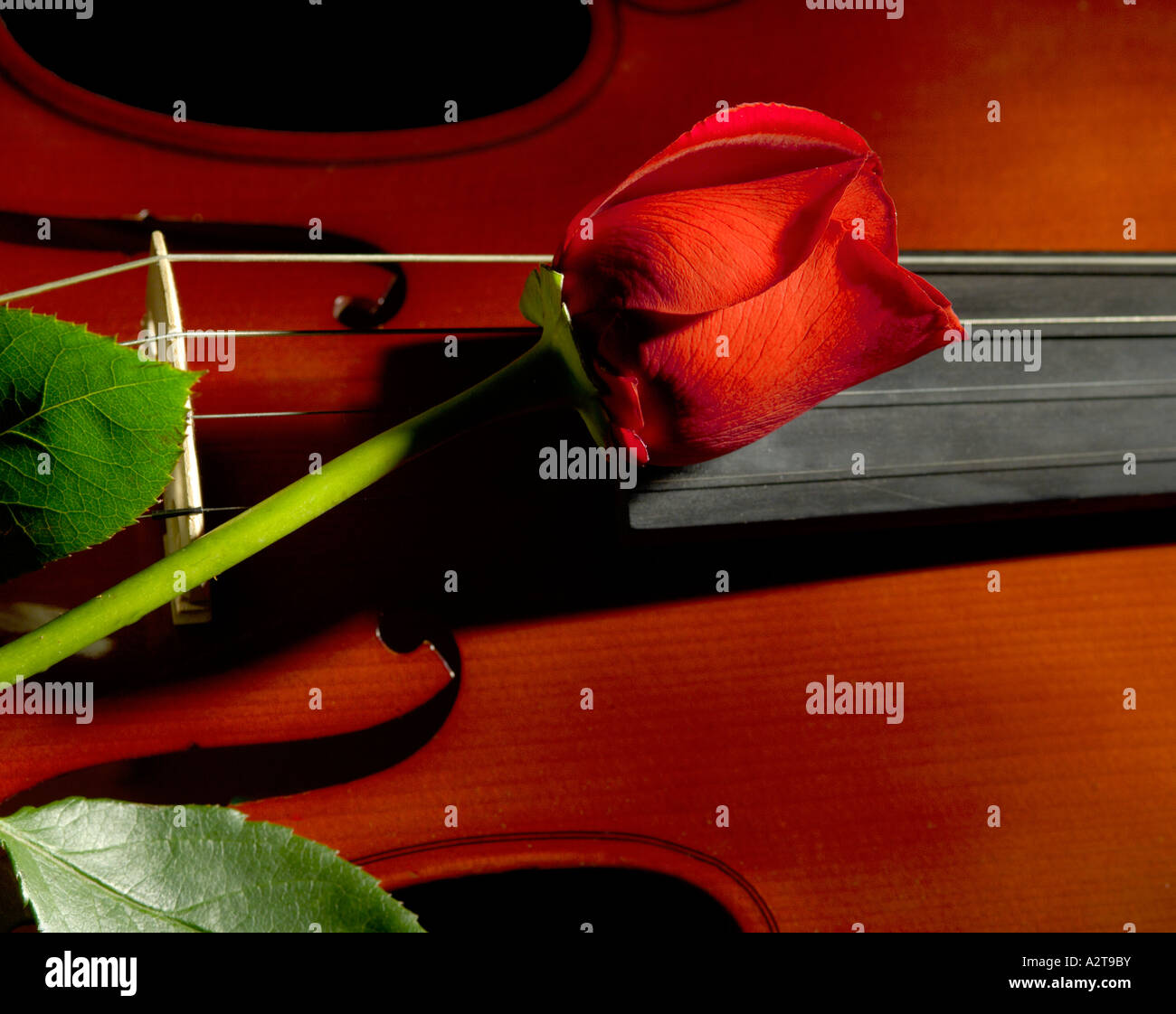 Red rose across the strings of a violin Stock Photo - Alamy