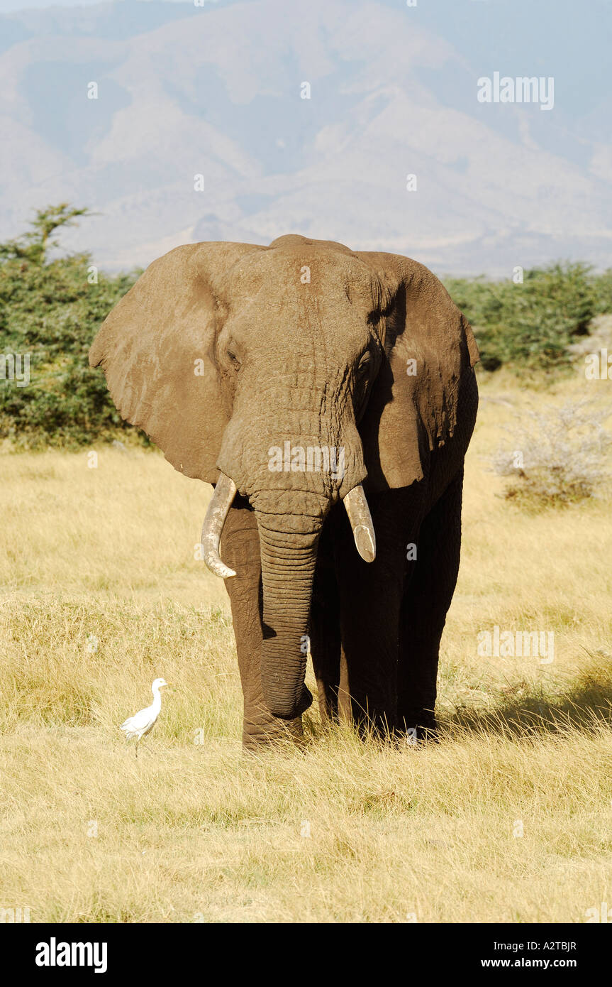 Tanzania, Rift Valley, Lake Manyara National Park, elephant Stock Photo ...